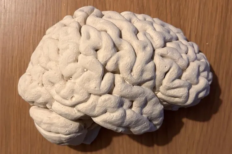 The Art of the Brain: A Creative Anatomy Workshop | Anatomy@Edinburgh ...